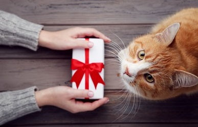The Spicy Purrito Gift Card – The Spicy Purrito Cat Boutique